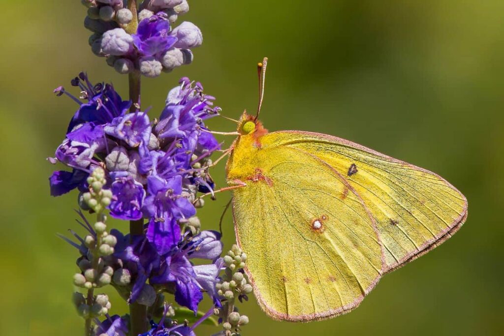 12 Tipos De Mariposas Cola De Golondrina (imágenes) | 2026