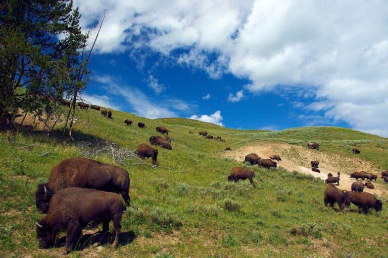 19 Ejemplos De Animales Con Colmillos (imágenes) | 2026