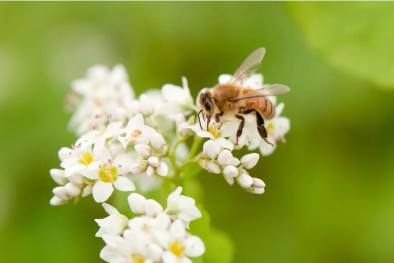 Hacer Caca De Abejas: Explicación De La Defecación De Las Abejas | 2026