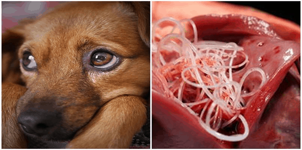 Cómo Manejar Gusanos Y Parásitos en Perros Pastores Alemanes | 2025