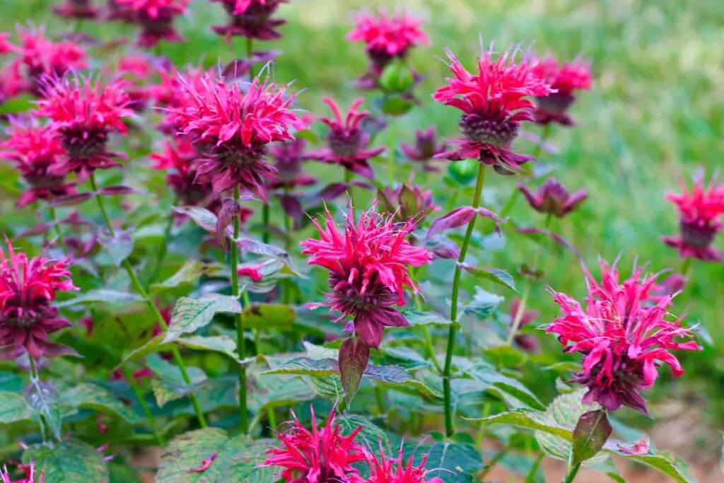 8 Flores Aptas Para Las Abejas Que Nos Encantan | 2025