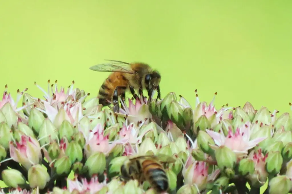 8 Flores Aptas Para Las Abejas Que Nos Encantan | 2025