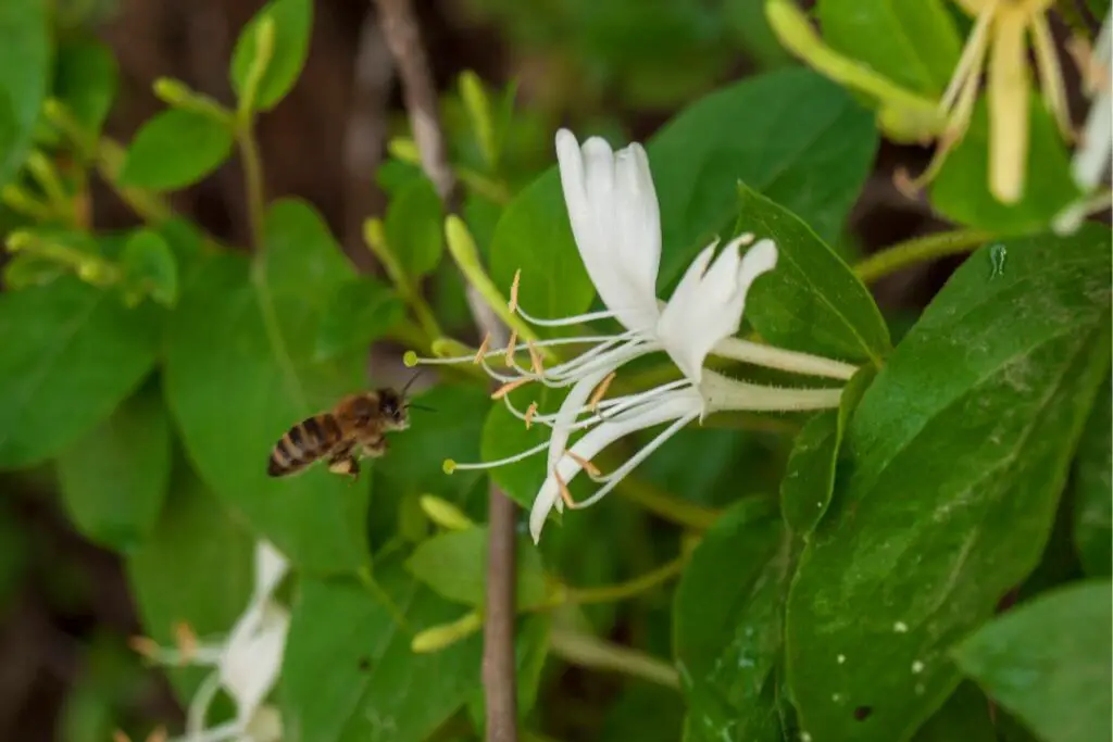 8 Flores Aptas Para Las Abejas Que Nos Encantan | 2025