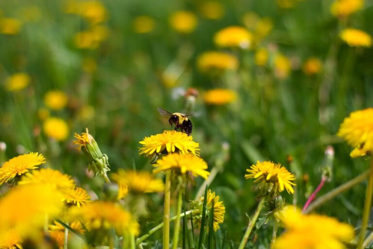 Las Abejas Y Su Hábitat | 2026