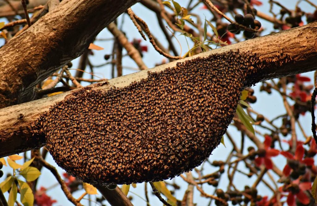 Abejas - Wiki Animales