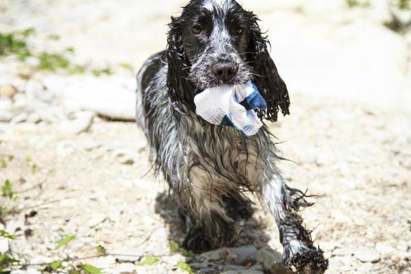 Mi Perro Se Comió Un Calcetín Pero Se Comporta Con Normalidad | 2026
