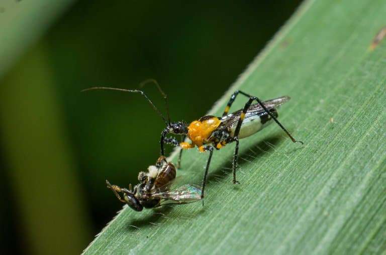 Datos Sobre El Insecto Asesino | 2026