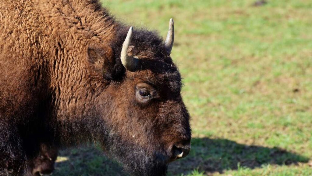 11 Tipos De Animales Con Cuernos | 2025