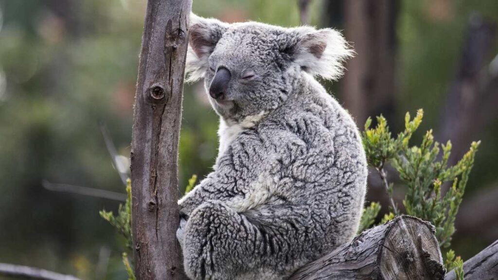 Animales Con Dos Cabezas (policefalia) | 2024