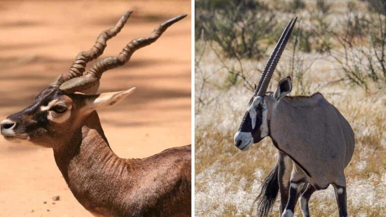 11 Tipos De Animales Con Cuernos | 2026