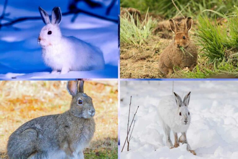 15 Tipos Comunes De Liebres (imágenes) | 2025