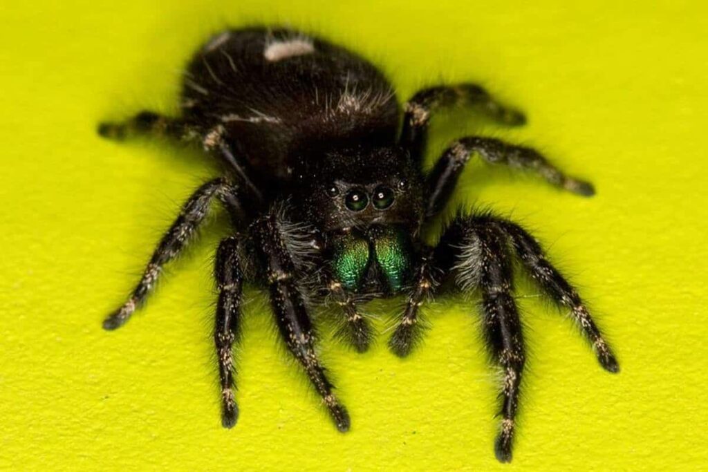 11 Arañas Que Saltan Excepcionalmente Bien | 2025