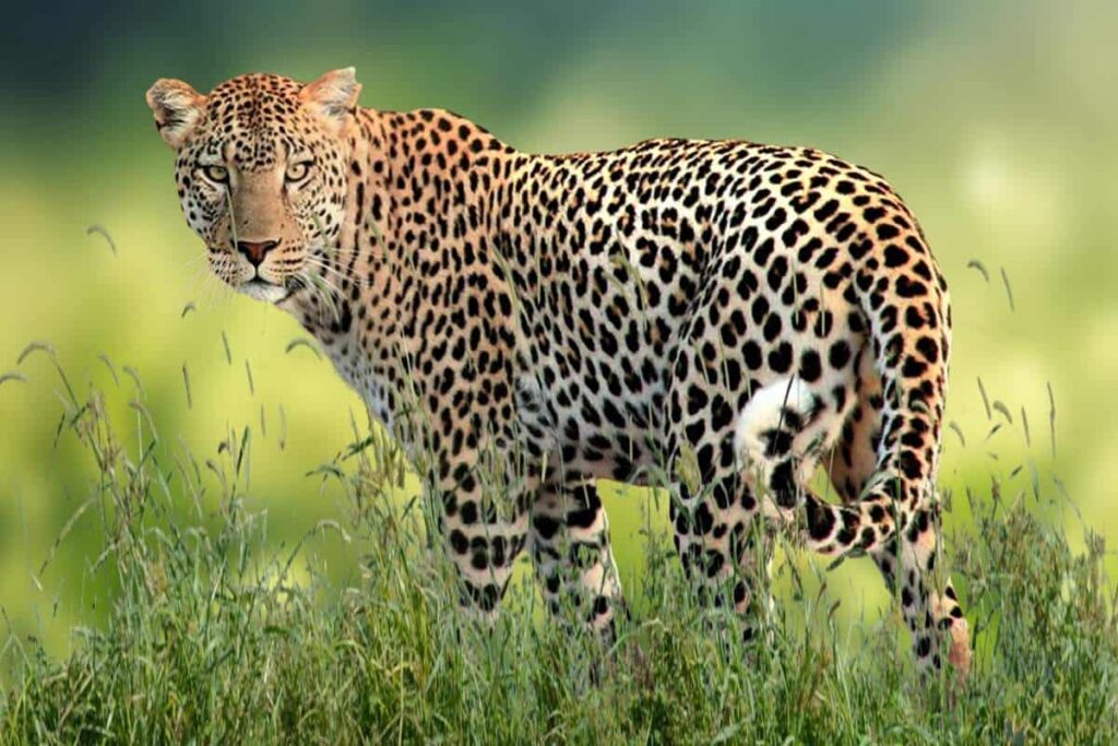 10 Características únicas De Los Leopardos | 2025