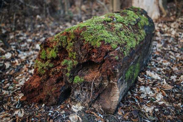 ¿Es Un Tronco Podrido Un Ecosistema? | 2025