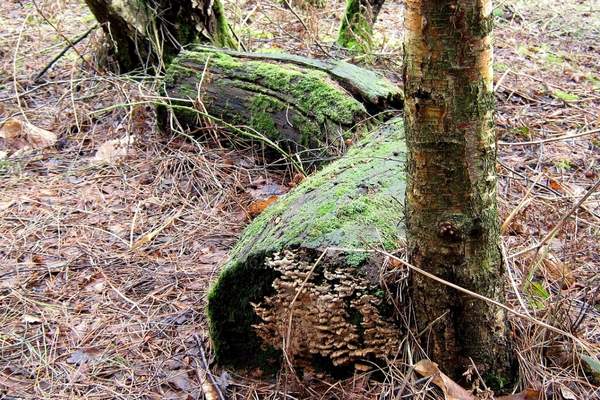 ¿Es Un Tronco Podrido Un Ecosistema? | 2026