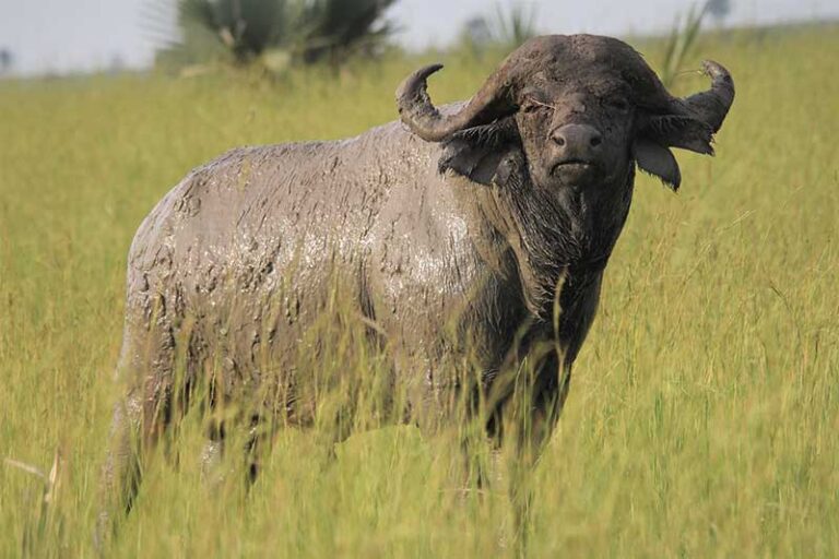 12 Animales Más Pacíficos (con Imágenes) | 2026