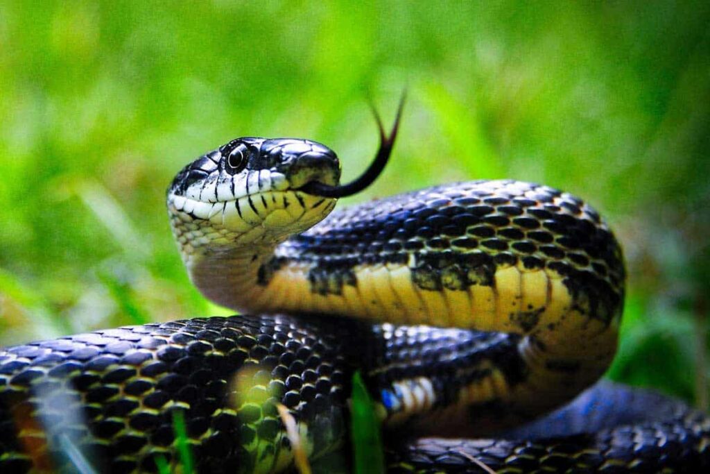 17 Tipos De Animales Que Tienen Manchas (imágenes) | 2026
