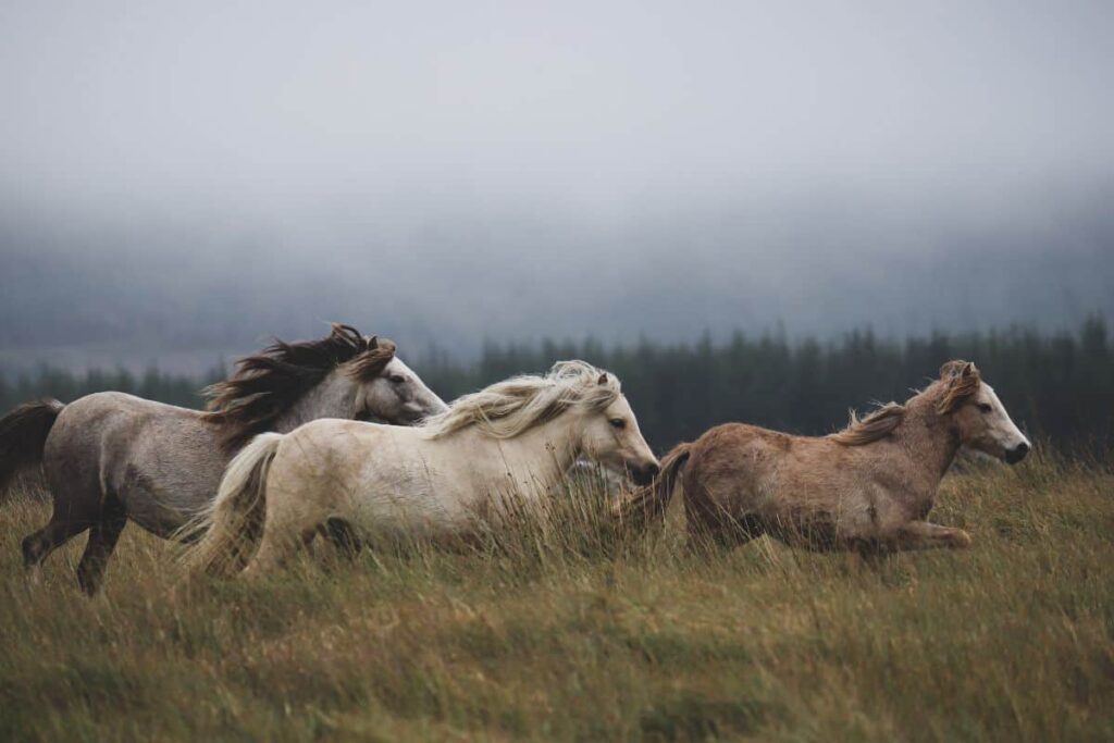 9 Ejemplos De Animales Como Los Caballos (imágenes) | 2026