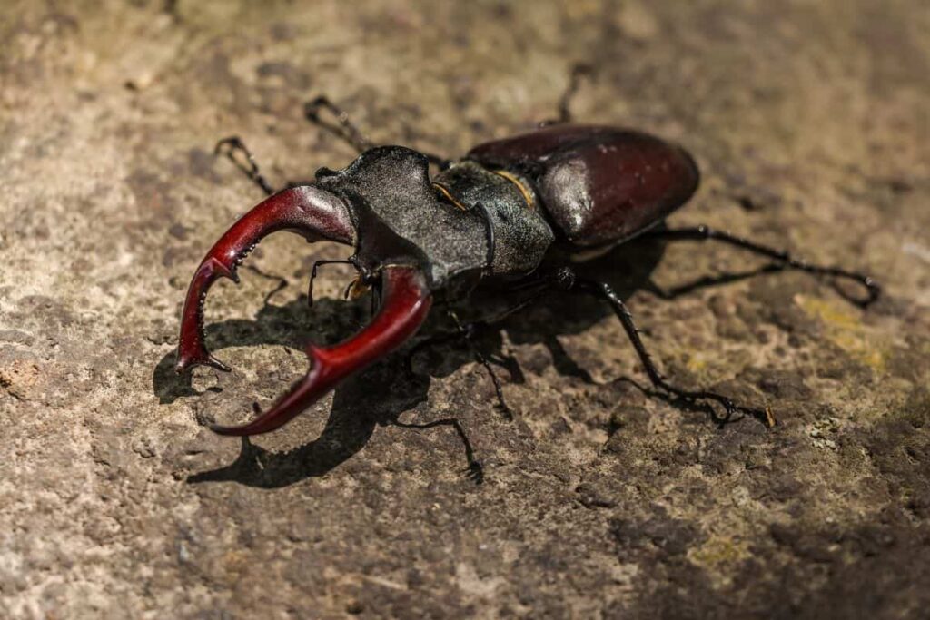 12 Escarabajos Con Cuernos (con Imágenes) | 2026