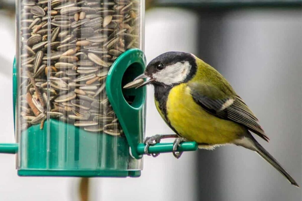 12 Animales Comunes Que Comen Semillas (granívoros) | 2026