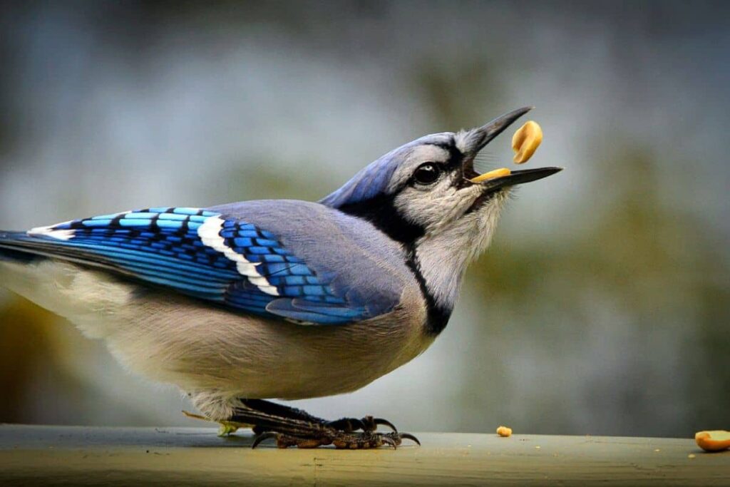 10 Animales Que Son Amarillos (y Cómo Se Ven) | 2026