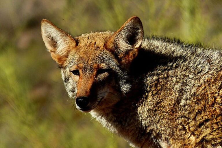 15 Animales Que Representan La Libertad (imágenes) | 2025