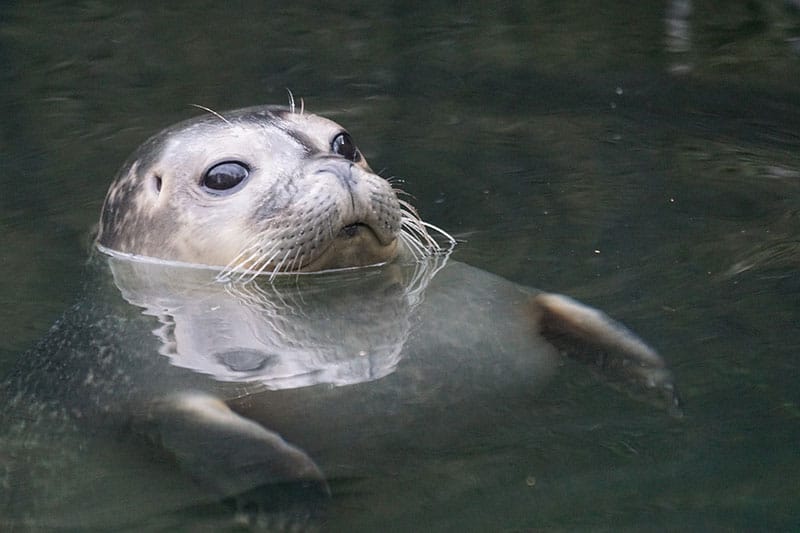 ¿Cuánto Tiempo Pueden Las Focas Contener La Respiración? | 2025