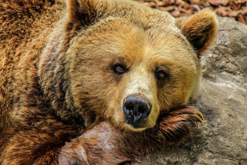 10 Animales Con Bigotes (y Por Qué Los Necesitan) | 2026