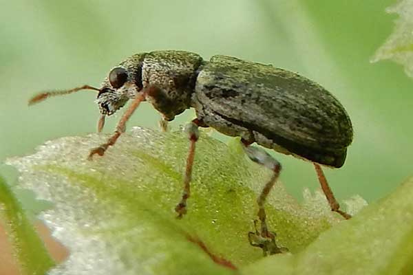 12 Animales Comunes Que Comen Semillas (granívoros) | 2026