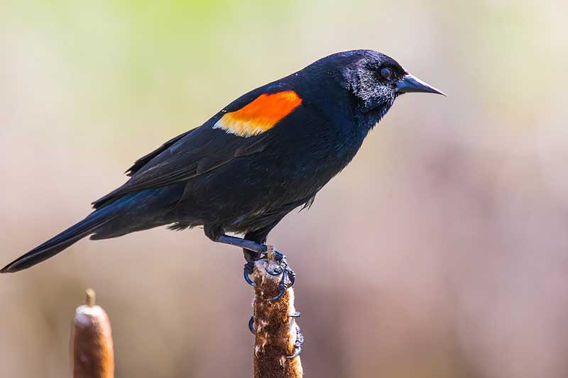 12 Animales Comunes Que Comen Semillas (granívoros) | 2026