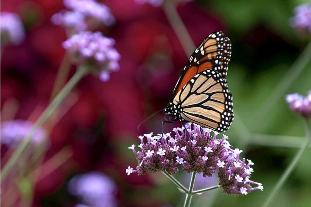 Simbolismo De Las Mariposas (significados, Tradición Popular) | 2026