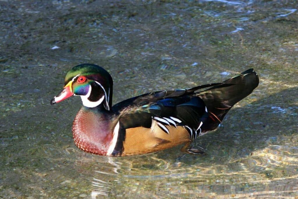 18 Especies De Patos en Texas (con Imágenes) | 2026