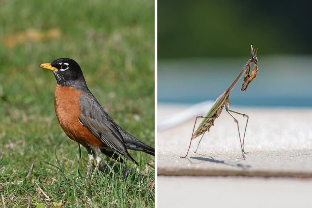 11 Animales Asombrosos Con Cerebros Grandes (imágenes) | 2026