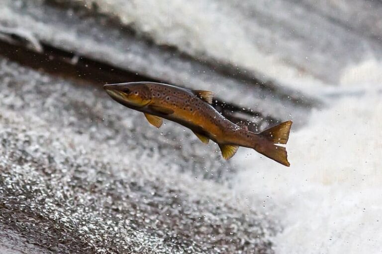 10 Ejemplos De Peces Con Labios Grandes (con Imágenes) | 2026