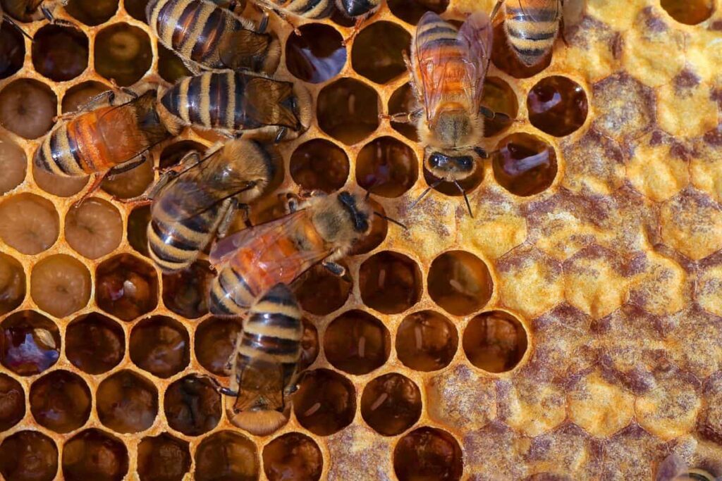 6 Tipos De Animales Que Ponen Huevos (imágenes) | 2025