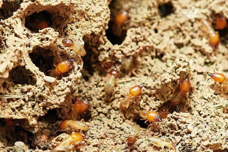 7 Insectos Diferentes Que Comen Madera (imágenes) | 2025