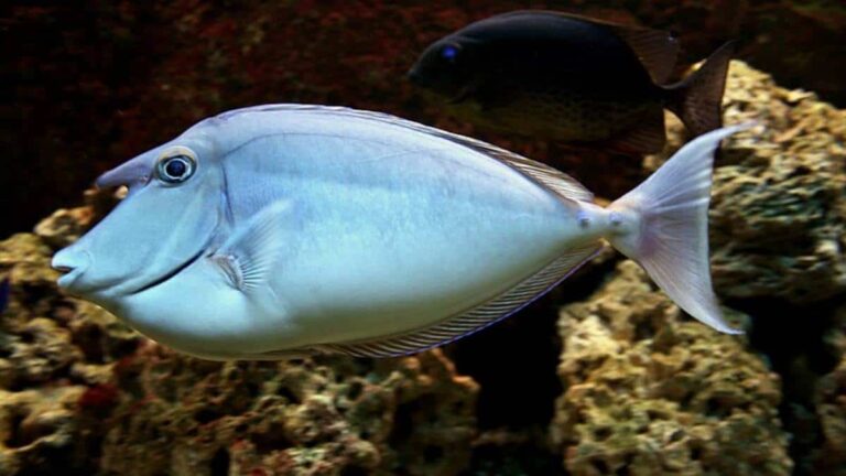 7 Peces Con Cuernos | 2026