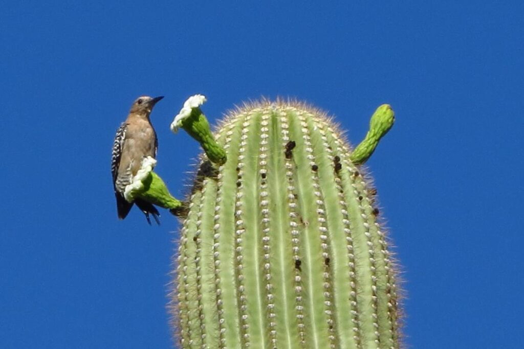 9 Ejemplos De Animales Que Comen Cactus | 2026