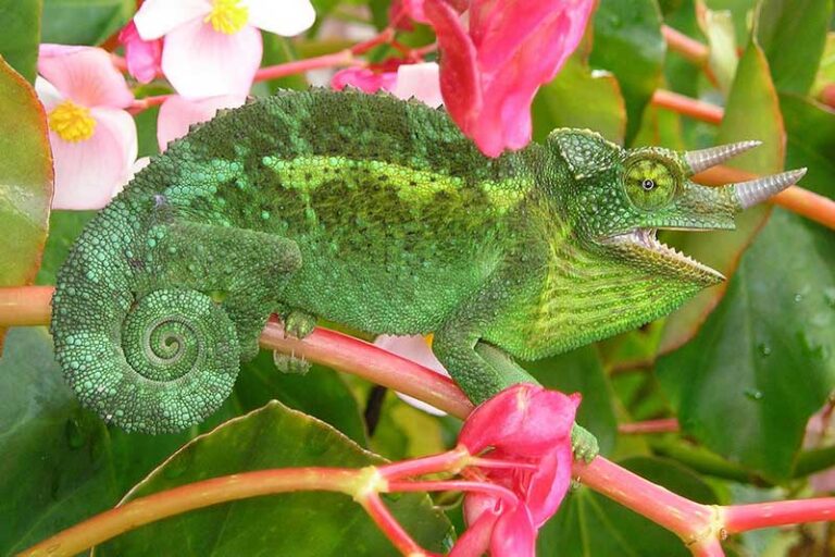 25 Ejemplos De Reptiles (con Imágenes) | 2025
