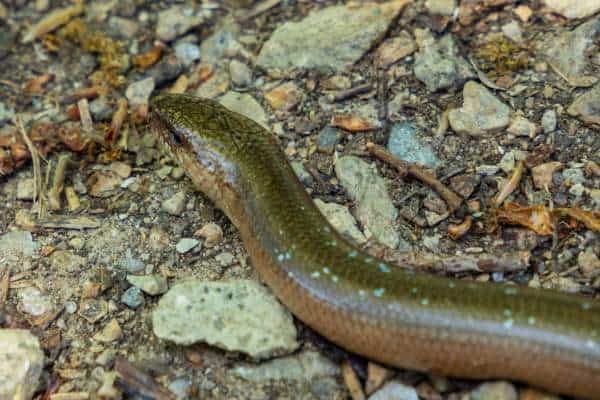 Lagarto Sin Patas vs Serpiente (10 Diferencias) | 2026