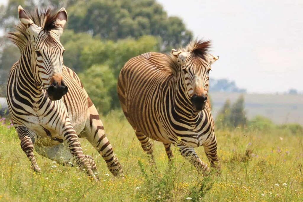 12 Tipos De Animales Con Cola Larga (con Imágenes) | 2025