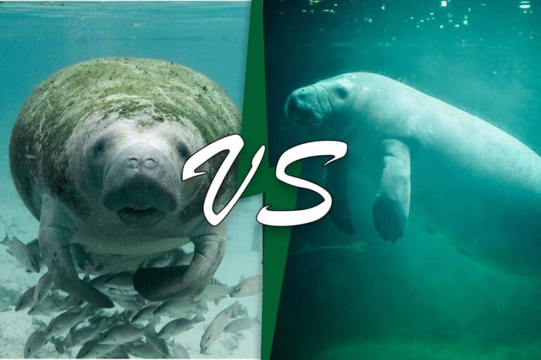Manatí Vs Dugongo (Aquí Está La Diferencia) | 2026