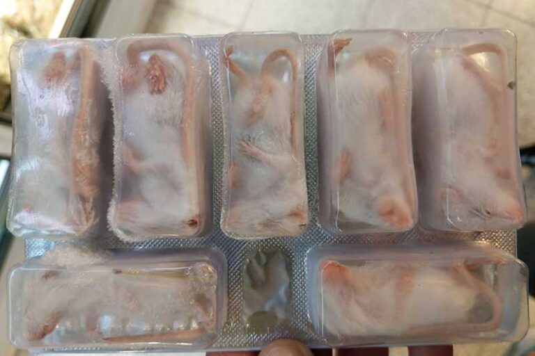 Ratones Comederos Congelados (los 12 Mejores Lugares Para Conseguirlos ...