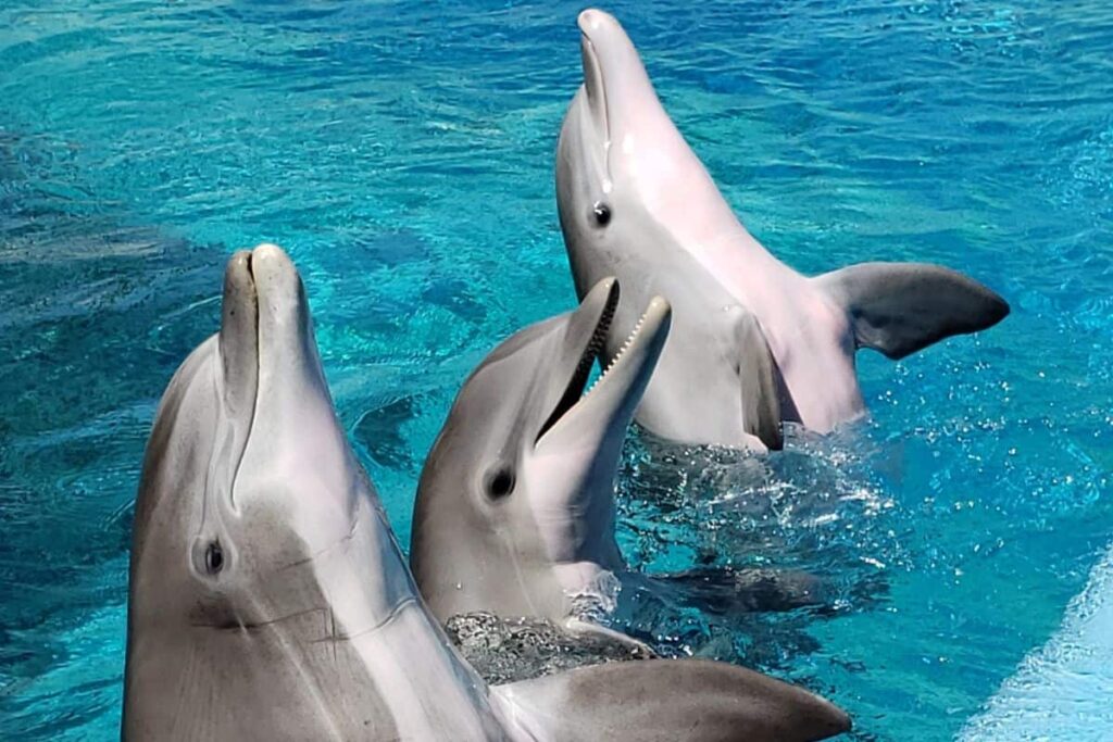 9 Animales Como Las Llamas (en Qué Se Parecen) | 2025