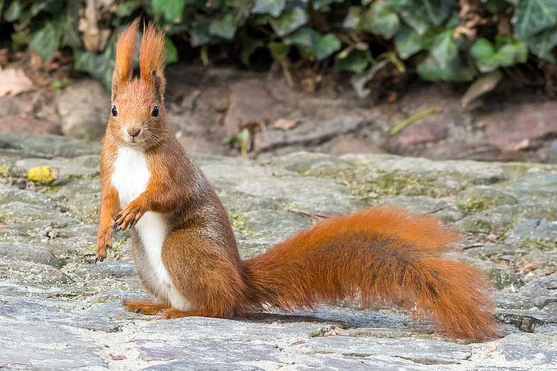 10 Animales únicos Con Colas Prensiles (imágenes Y Datos) | 2025