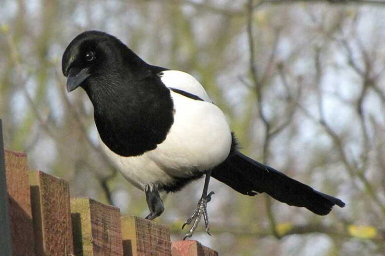 8 Animales Impresionantes Con Múltiples Corazones (imágenes) | 2026