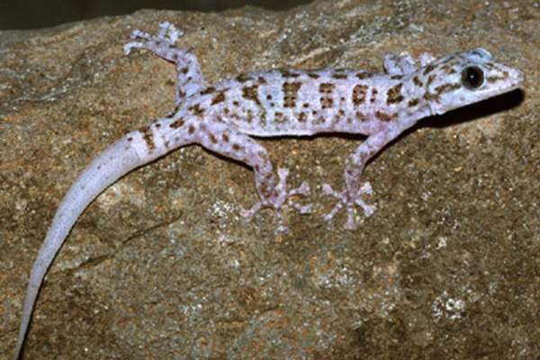 14 Animales Diferentes Que Comienzan Con La Letra X | 2026
