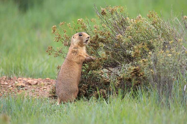 14 Animales Diferentes Que Comienzan Con La Letra X | 2026