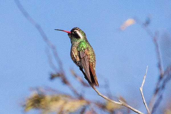 14 Animales Diferentes Que Comienzan Con La Letra X | 2026