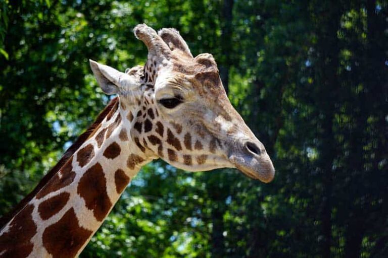 13 Animales Con Patas Largas (imágenes, Medidas) | 2025
